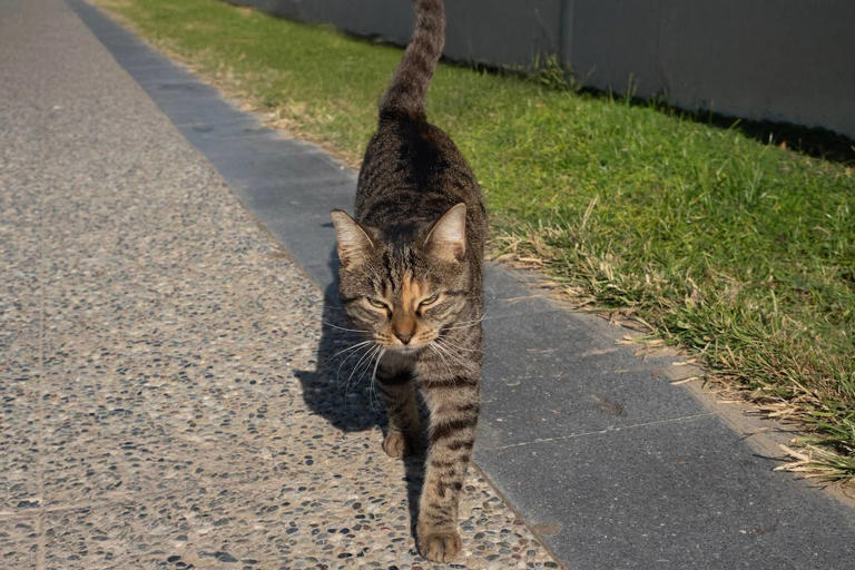 A brave mama cat chases away a coyote to protect her kittens