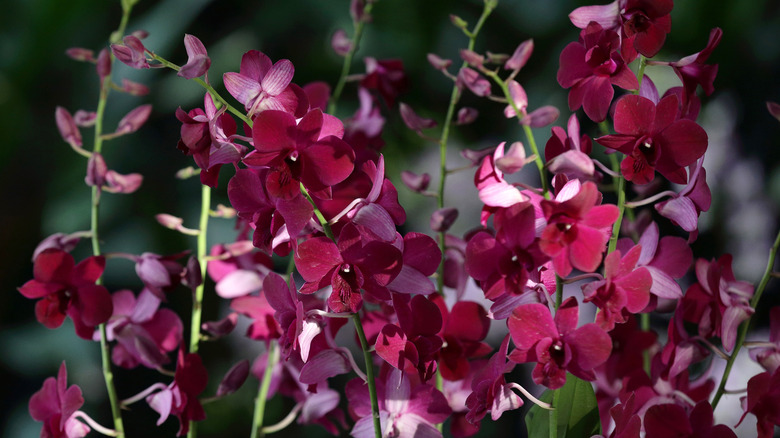 Orchids: Everything you should know before planting