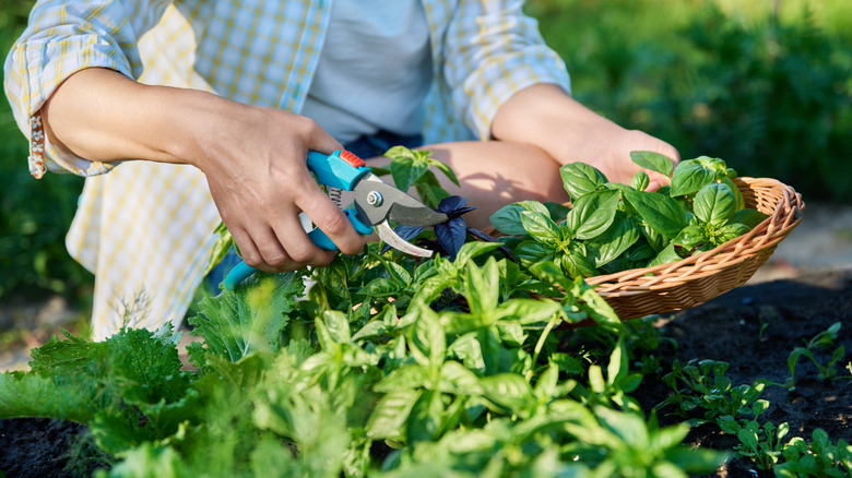 12 easy-to-grow basil companions that will make your garden thrive