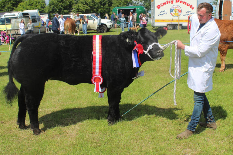 Saintfield Show: Hampshire Down shearing ewe 'almost perfect' example ...