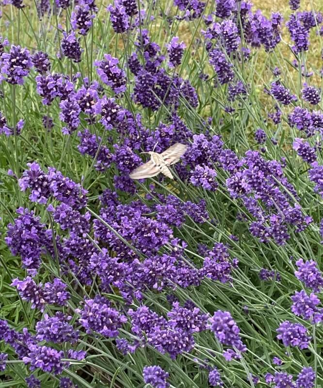 Spotted in the UK, this moth hovers like a hummingbird and hums as it feeds