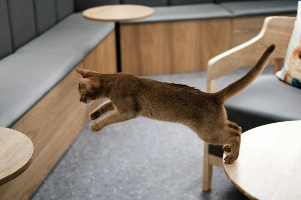Common myths about cats that simply aren’t true
