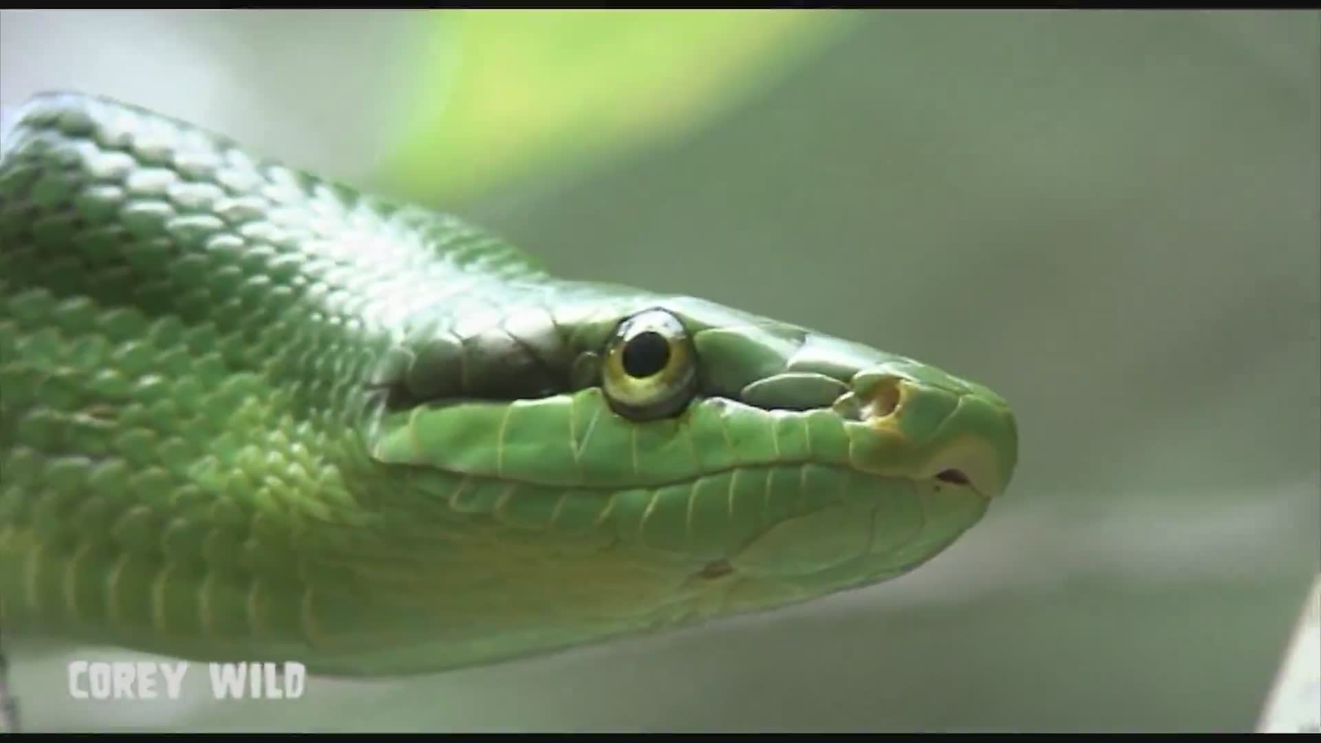 World's most dangerous animals | King cobra, snakes, scorpions and lizards