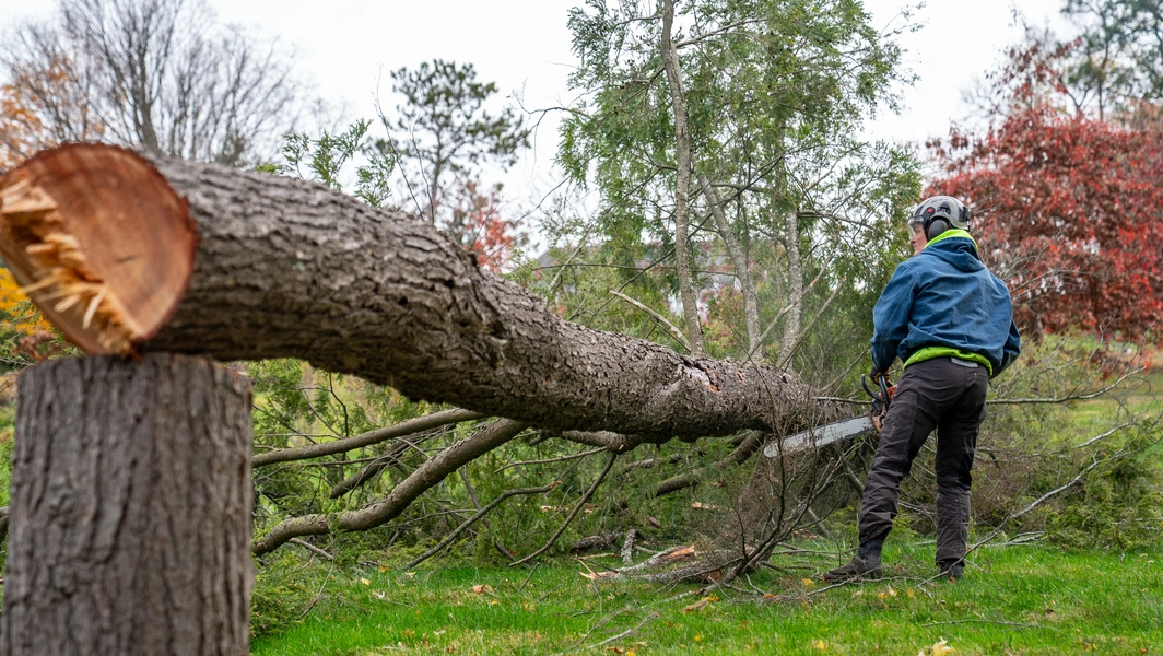 Recognizing and acting on tree removal warning signs