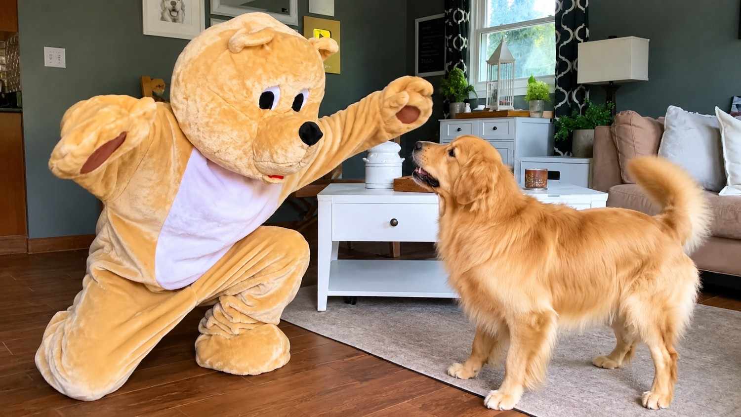 My dog investigates a bear prank