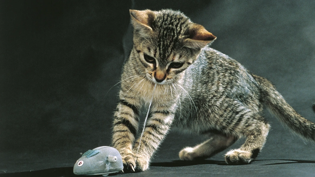 5 popular interactive cat toys on Amazon