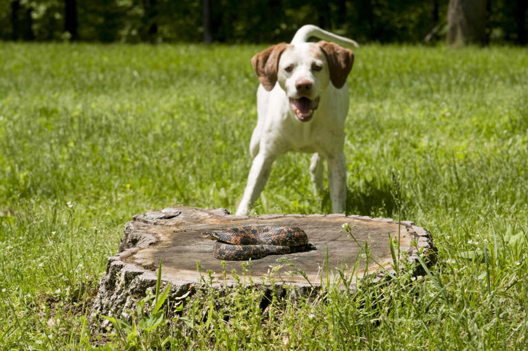 What to do if your dog finds a snake in the yard, according to wildlife ...