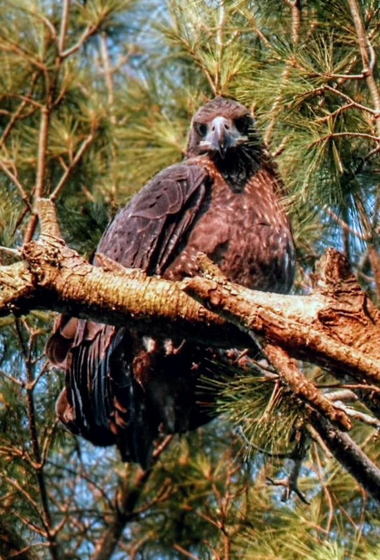 Nearly grown bald eagle spends the day alone in a 6-foot nest as ...