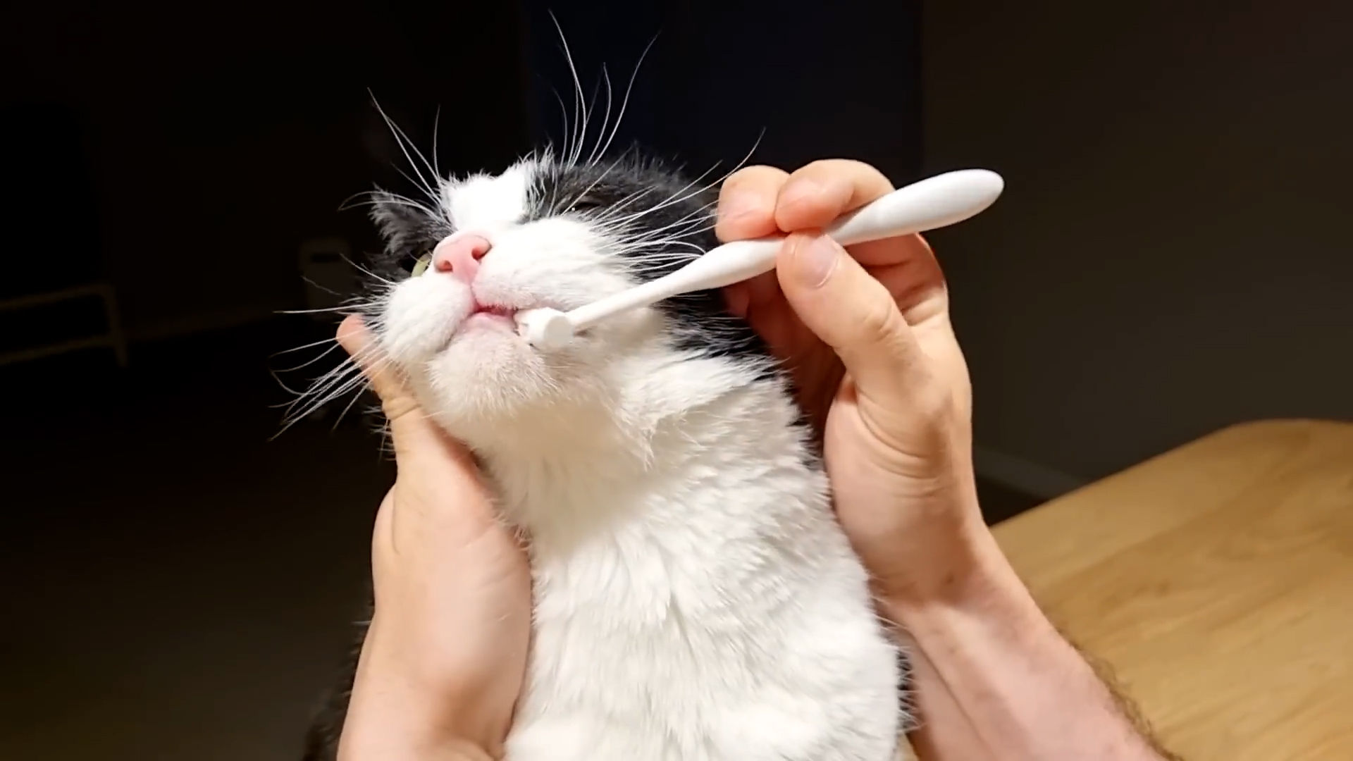 This cat did not approve tooth brushing