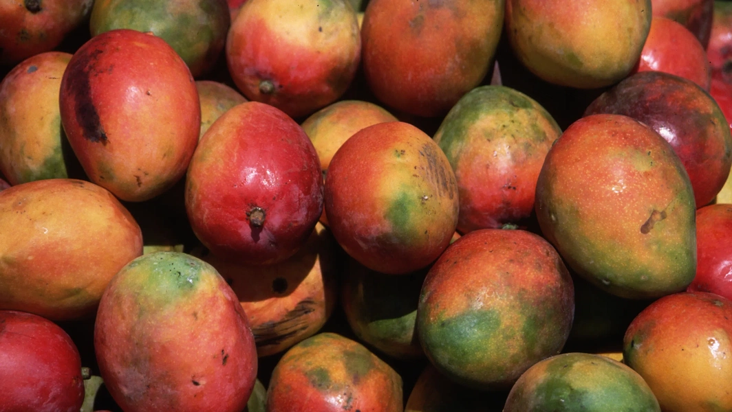 Florida mango season is pure magic for fruit lovers