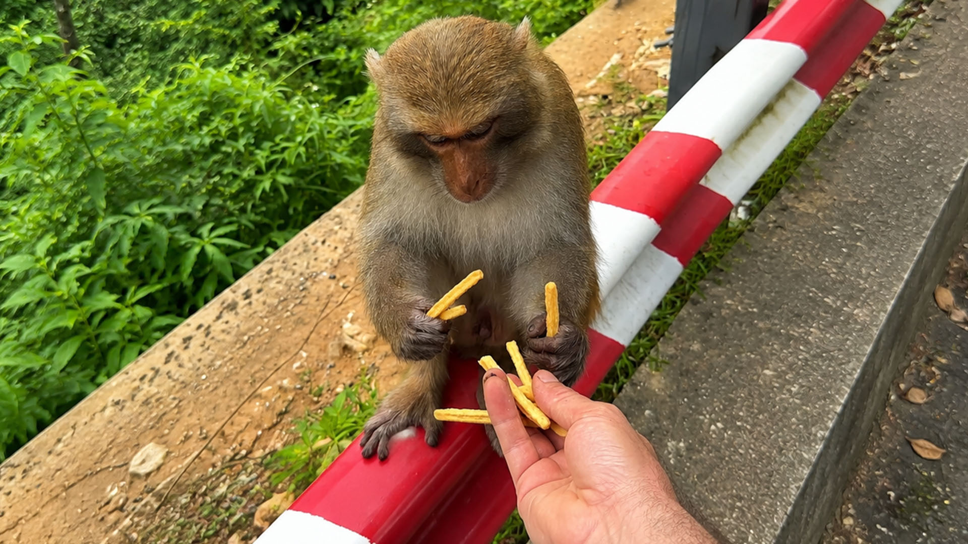 Careful hands and quiet moments with a monkey