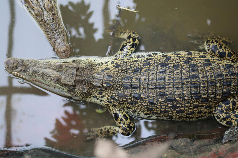 Zookeeper family 'jumped into crocodile pit' to save three-year-old boy