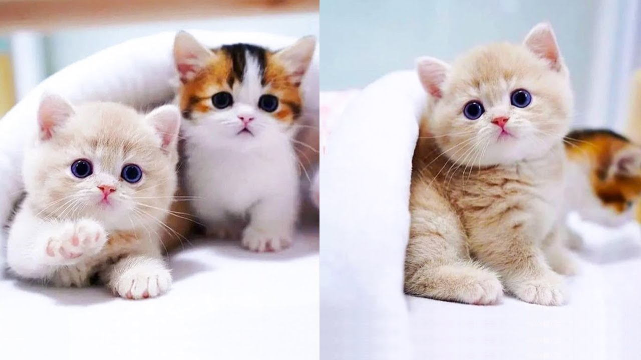 Verborgen kittens met ogen waar je direct voor smelt