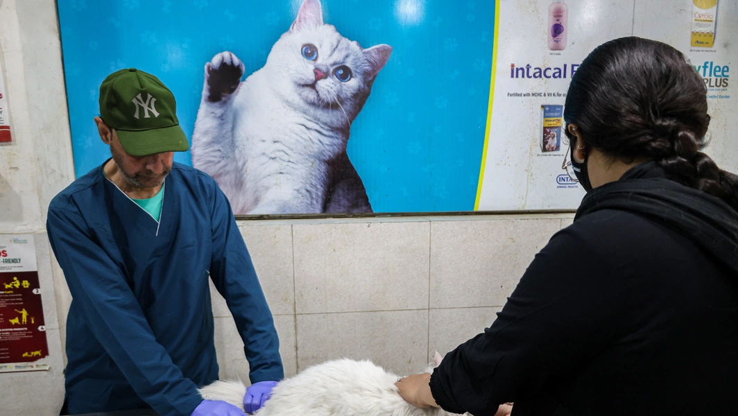 Recognizing signs a cat is nearing the end of life