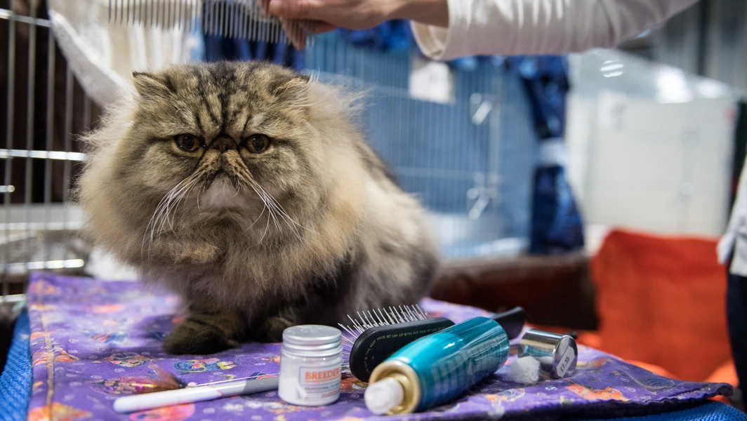 Reducing cat shedding through grooming, diet, and care