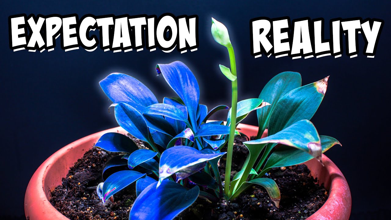 I planted "blue" hosta and waited 222 days (time-lapse)