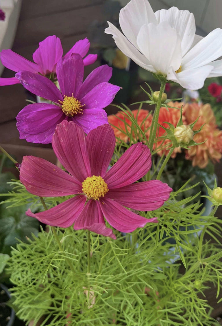 Flower gardens endure hot, dry summers better if you choose these plants