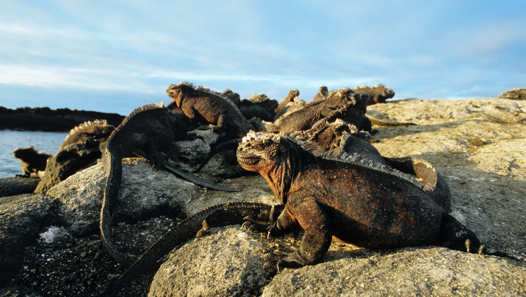 Galápagos wildlife, conservation, and ecological change