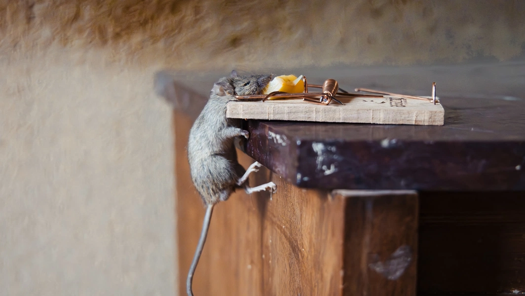 Effective strategies for mouse trap success