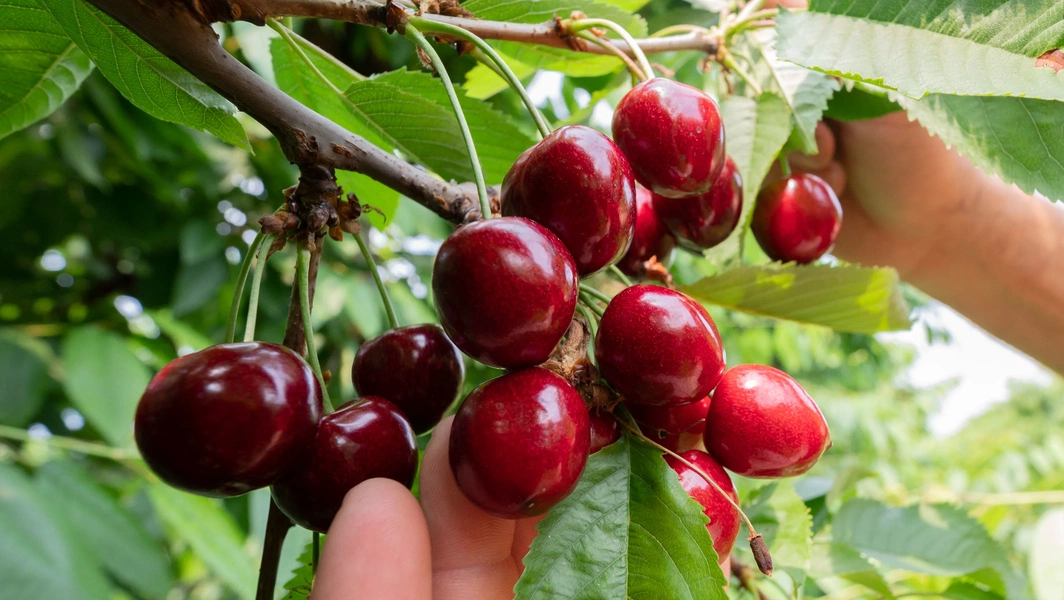 13 cherry tree varieties for every garden