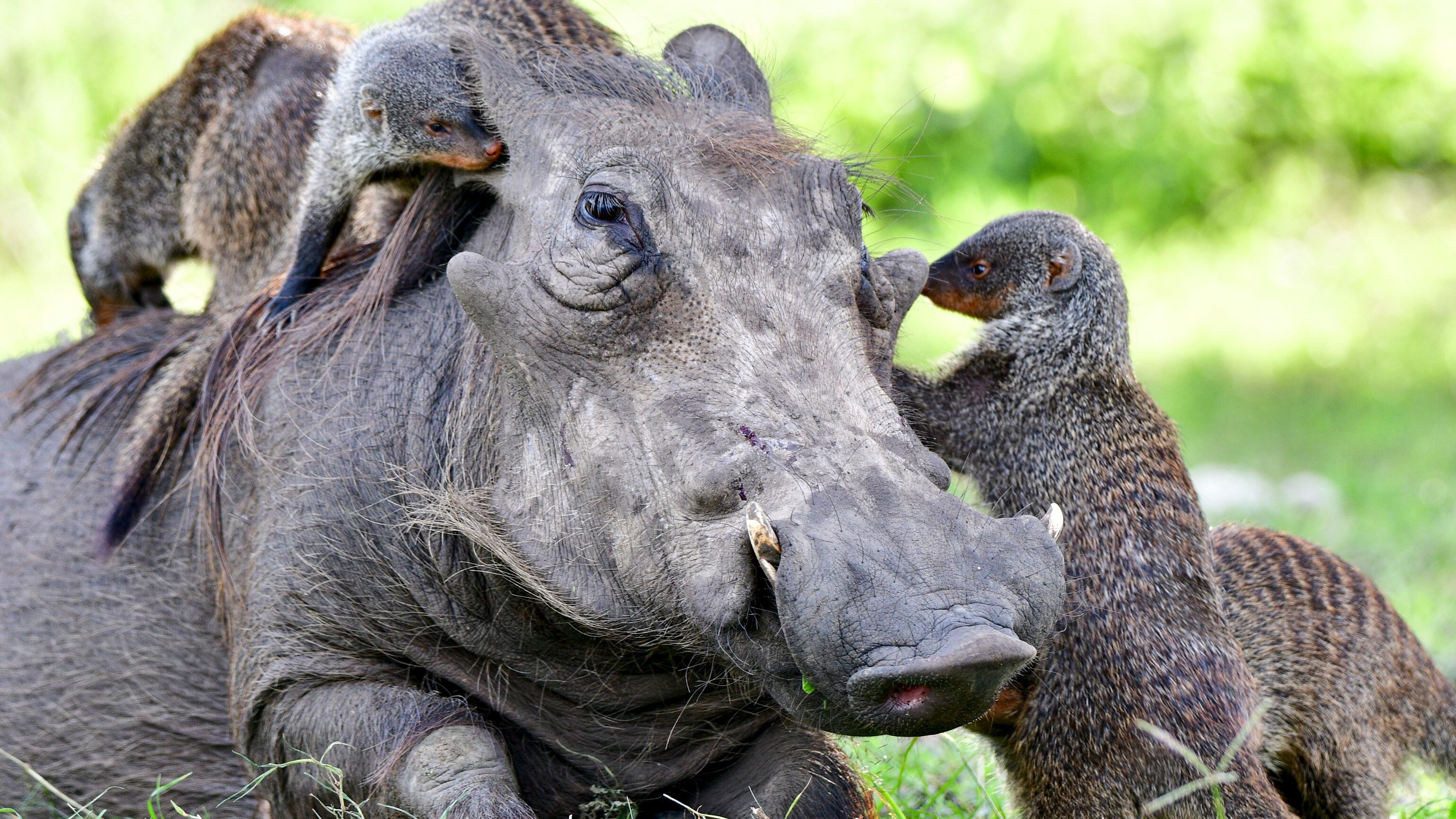 Cross-species cooperation found in wild, study reveals