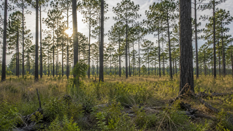 I fondi per il ripristino del pino longleaf potrebbero aiutare la fauna ...
