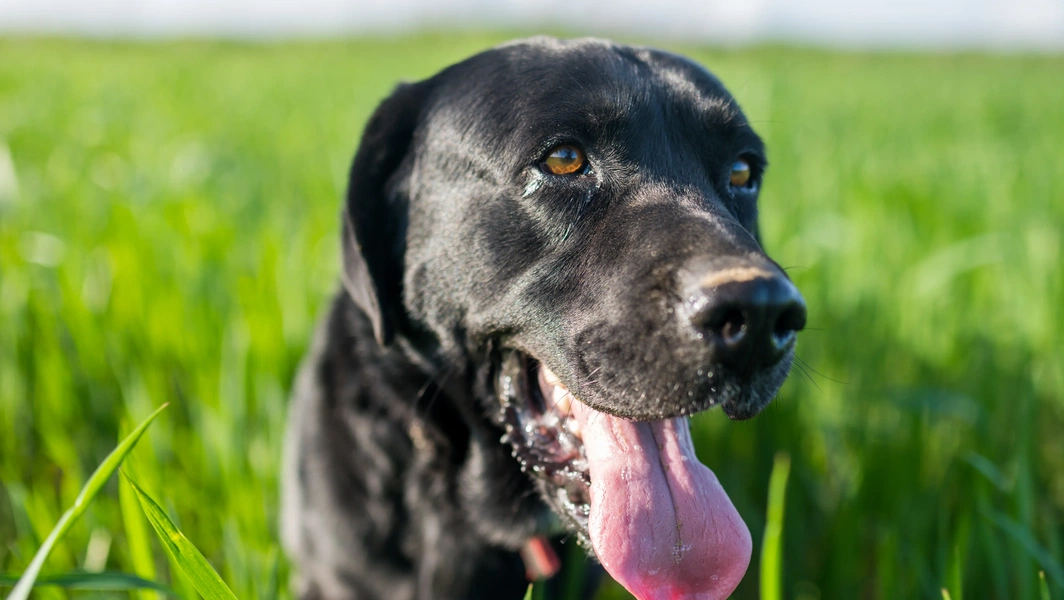 13 signs your dog feels happy and secure