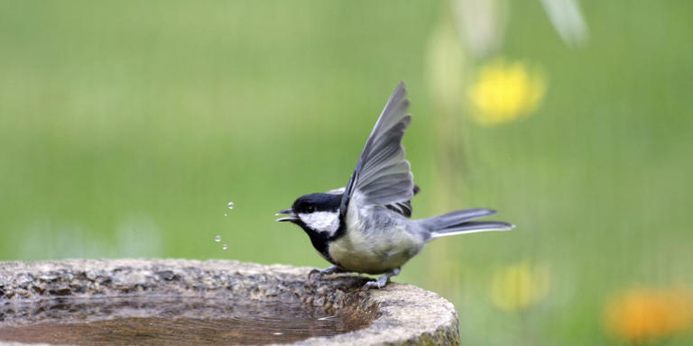'Shade, shelter, safety': The 3-step bird bath formula experts ...