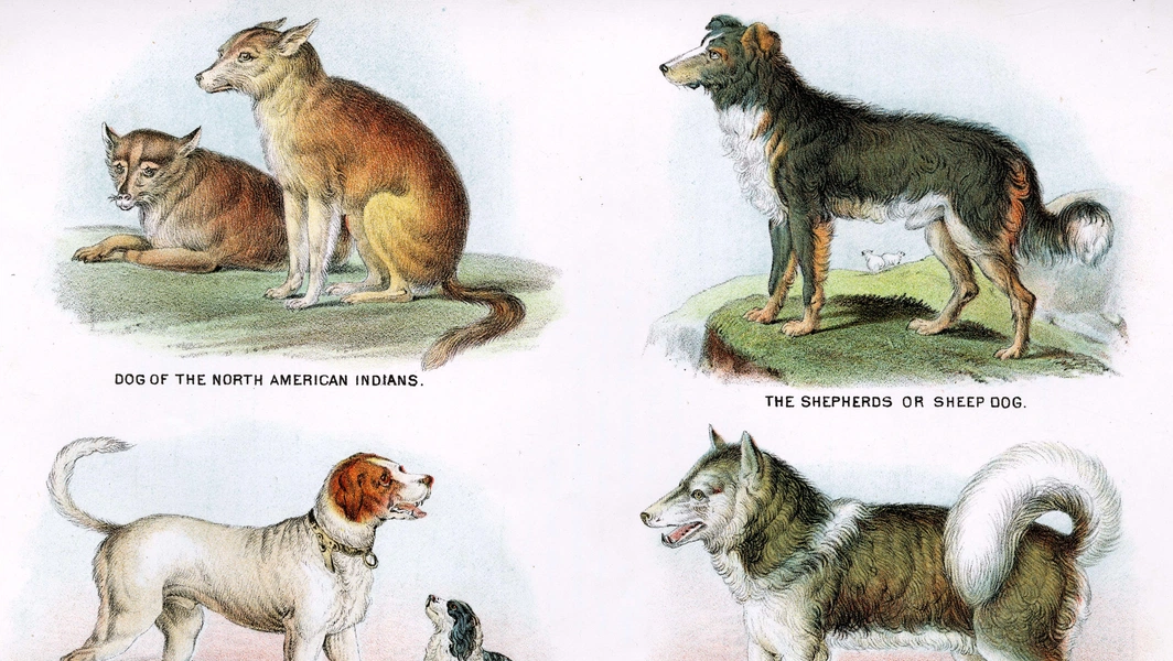 Ancient dog breeds that shaped our world