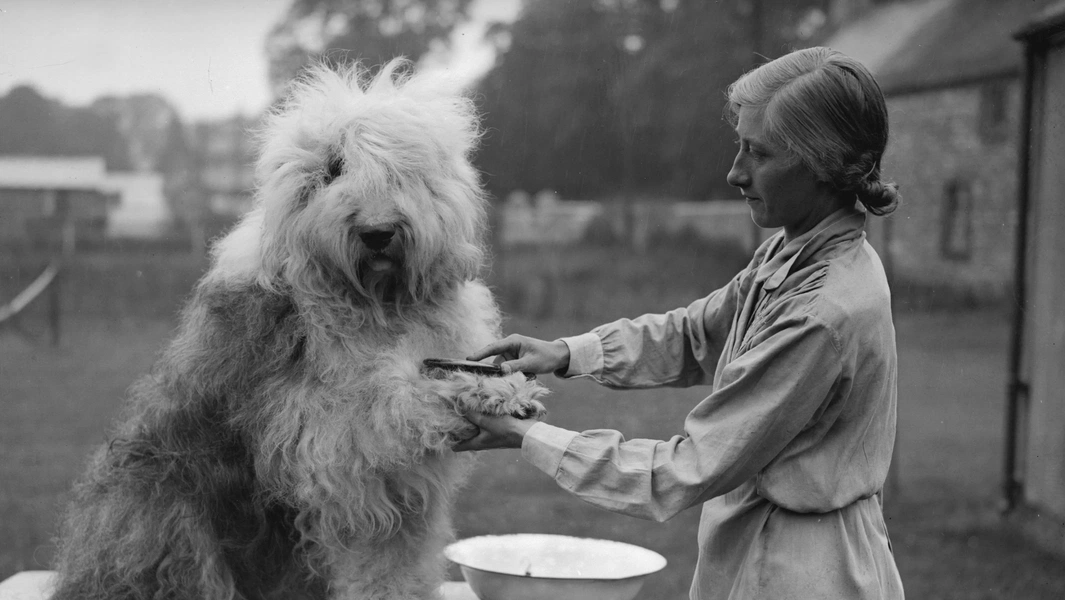 Living the bobtail life with your sheepdog