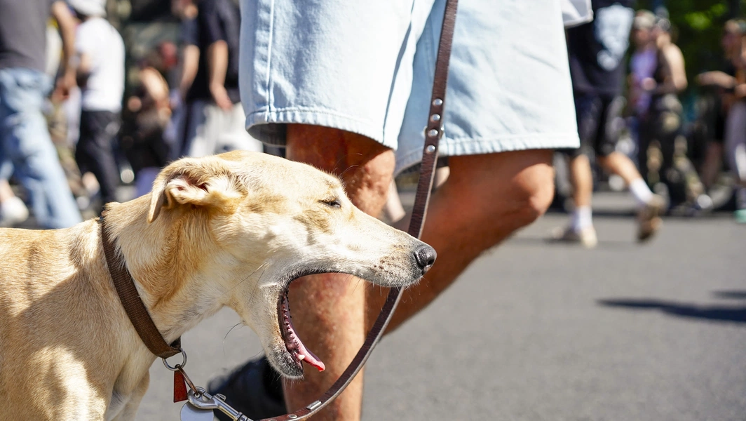 6 dog behaviors that show trust and affection