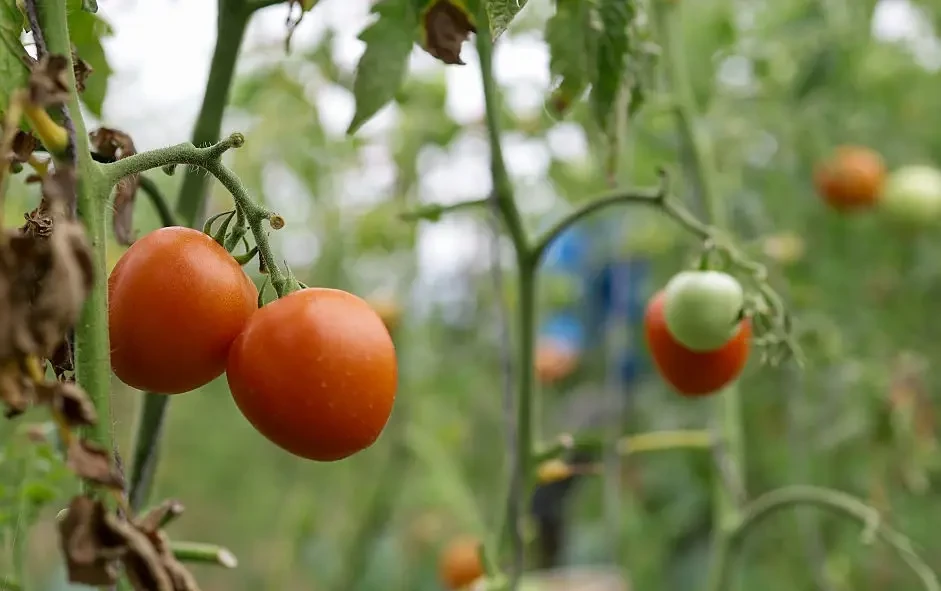Tomato growing secrets for bigger, tastier harvests