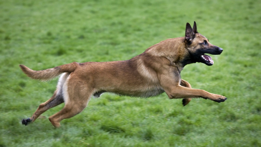 12 strongest and most powerful dog breeds