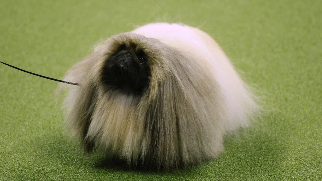 11 calm dog breeds with special care needs