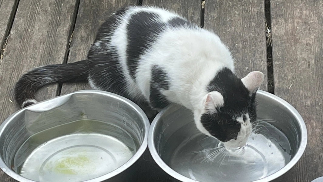 Feeding cats for optimal health