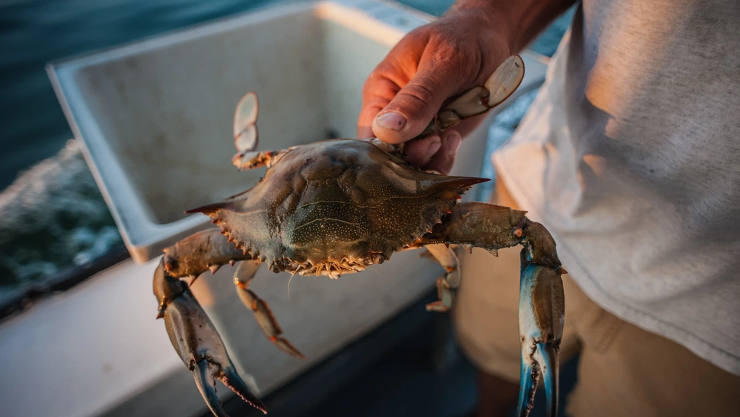 9 crab varieties from oceans around the world