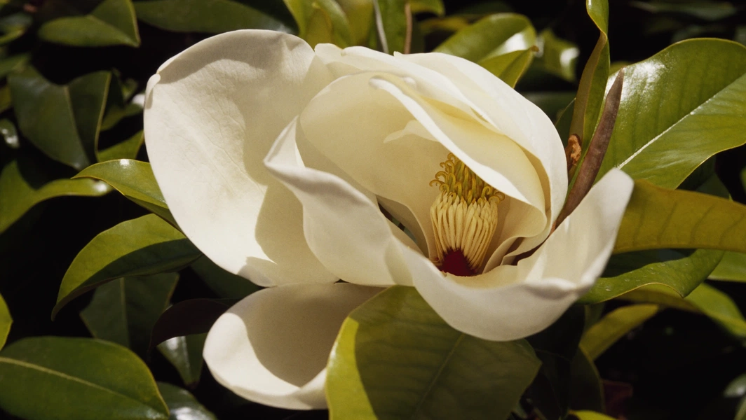 11 magnificent magnolia varieties for every garden