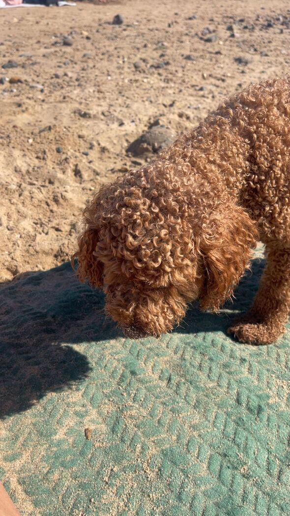 My dog almost died playing this game on the beach - here's what to look ...