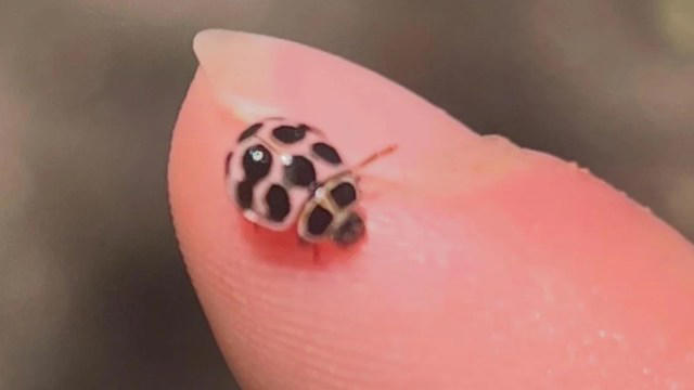 Minnesota woman shares photo of pale pink ladybug she saved from drowning