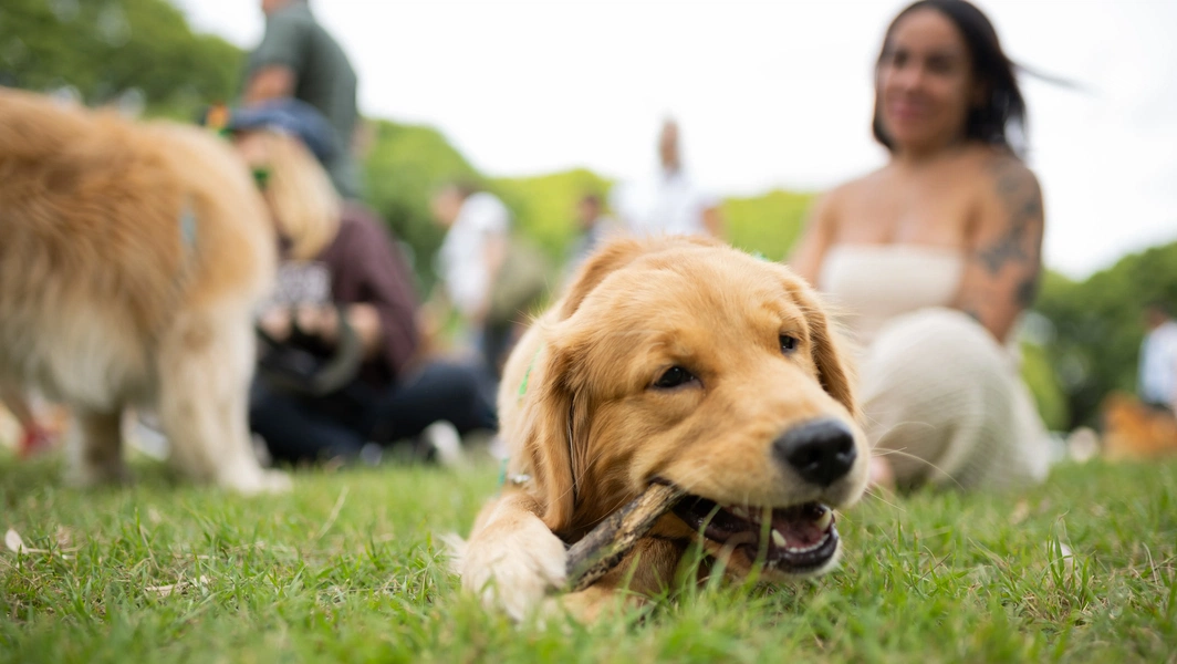 6 affectionate dog breeds and their care needs