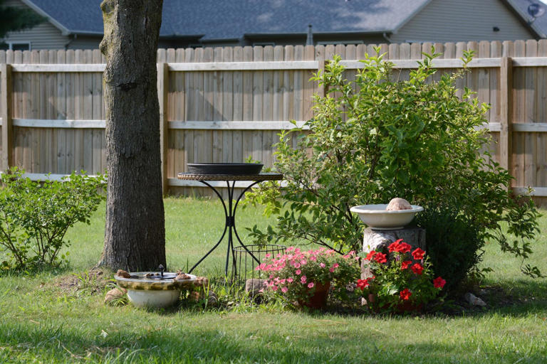 'Shade, shelter, safety': The 3-step bird bath formula experts ...