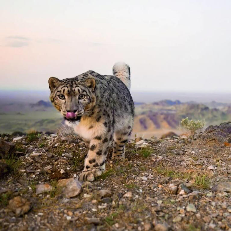 24 camera traps sit for 8,000 hours before elusive snow leopards ...