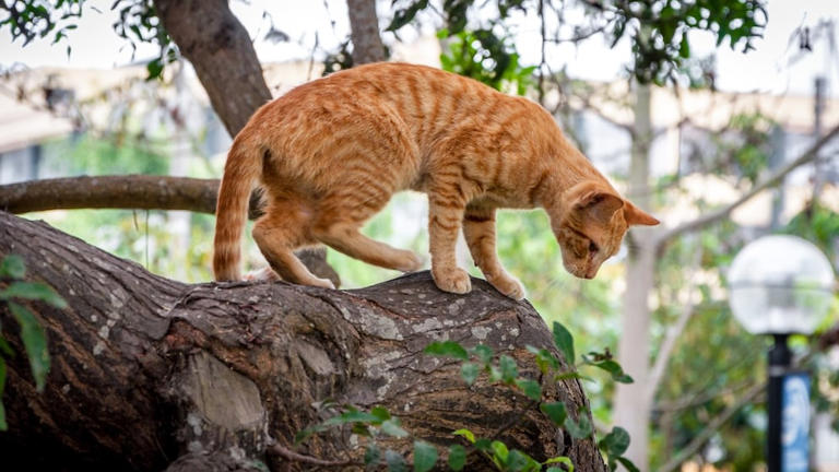 Schaffen es Katzen wirklich alleine vom Baum herunter?