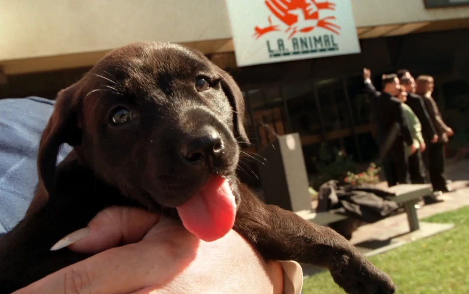 Rescue pup surprises owners as breed guess proves wrong