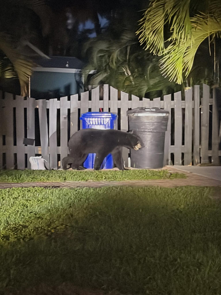 Black bear spotted roaming through Fort Myers neighborhood