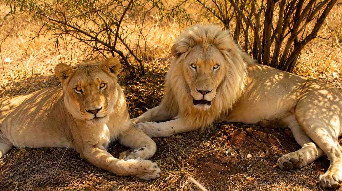 Two white lions hid tension behind calm eyes