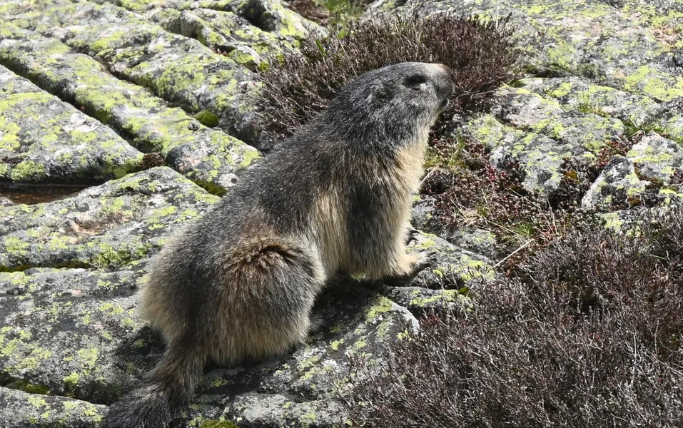 How animals adapt to a changing climate