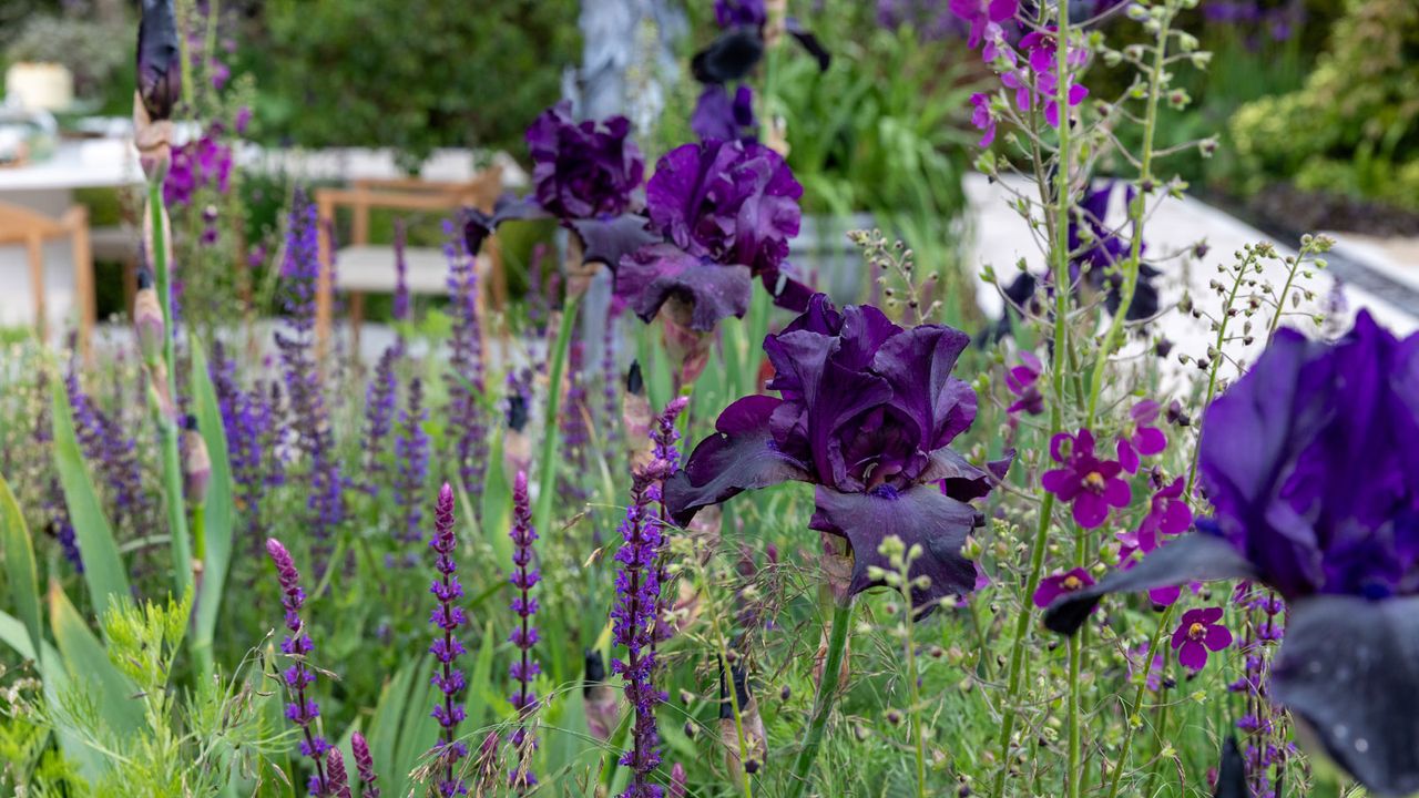 Why designers are 'color-drenching' modern gardens with this versatile ...