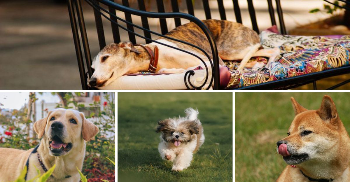 14 dog breeds that stay calm in public but become surprisingly ...