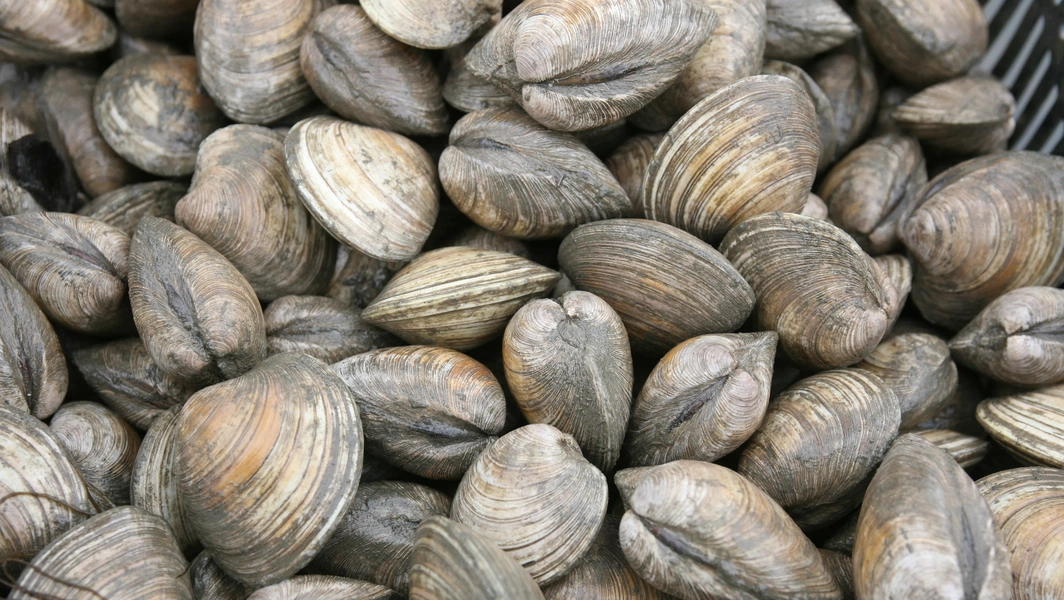 Safe practices for selecting and preparing raw clams